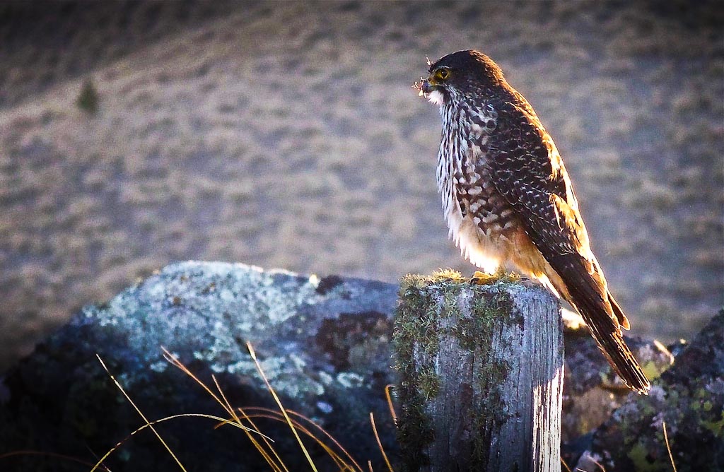 Capable of flying at speeds over 100 km/h and catching prey larger than ...