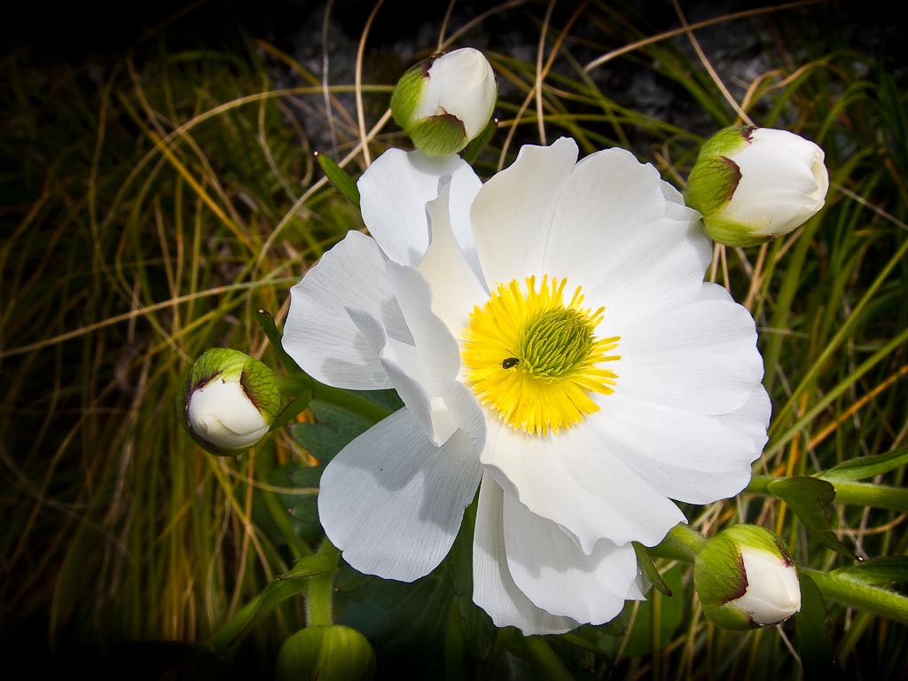 New Zealand’s most well known alpine plant, the Mount Cook lily (which ...