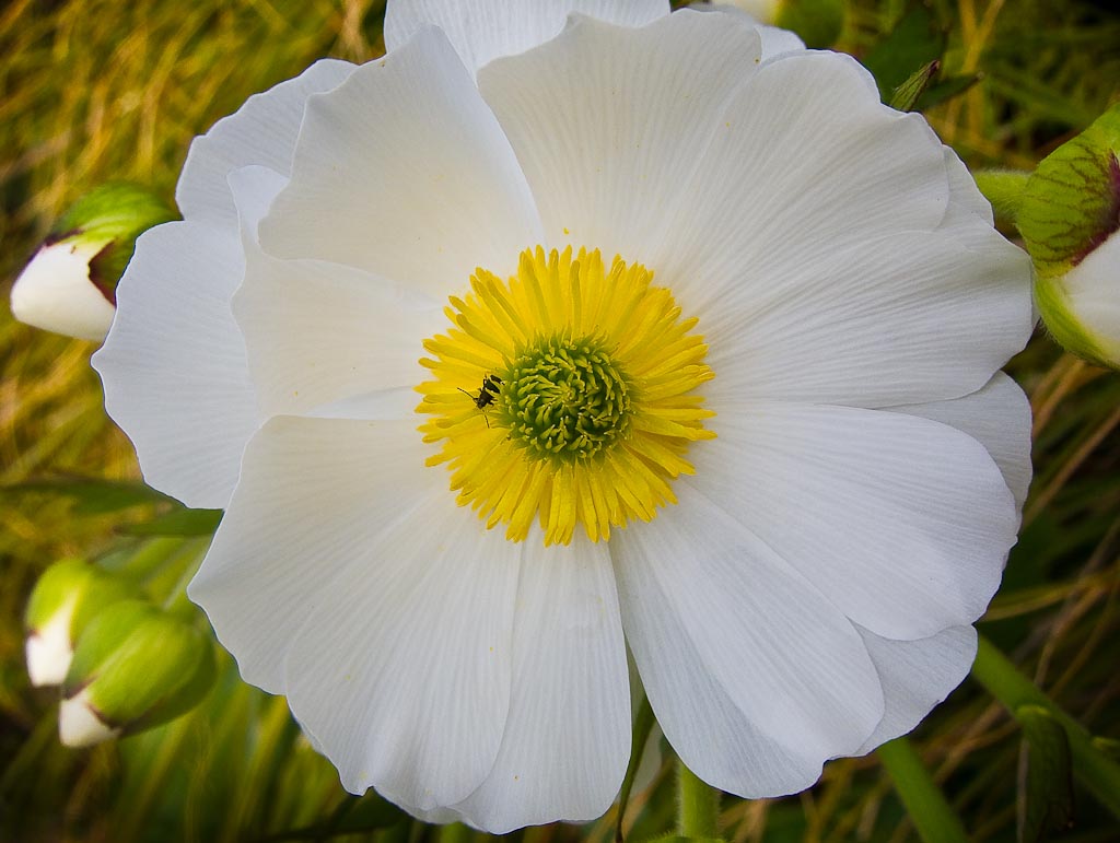 New Zealand’s most well known alpine plant, the Mount Cook lily (which ...