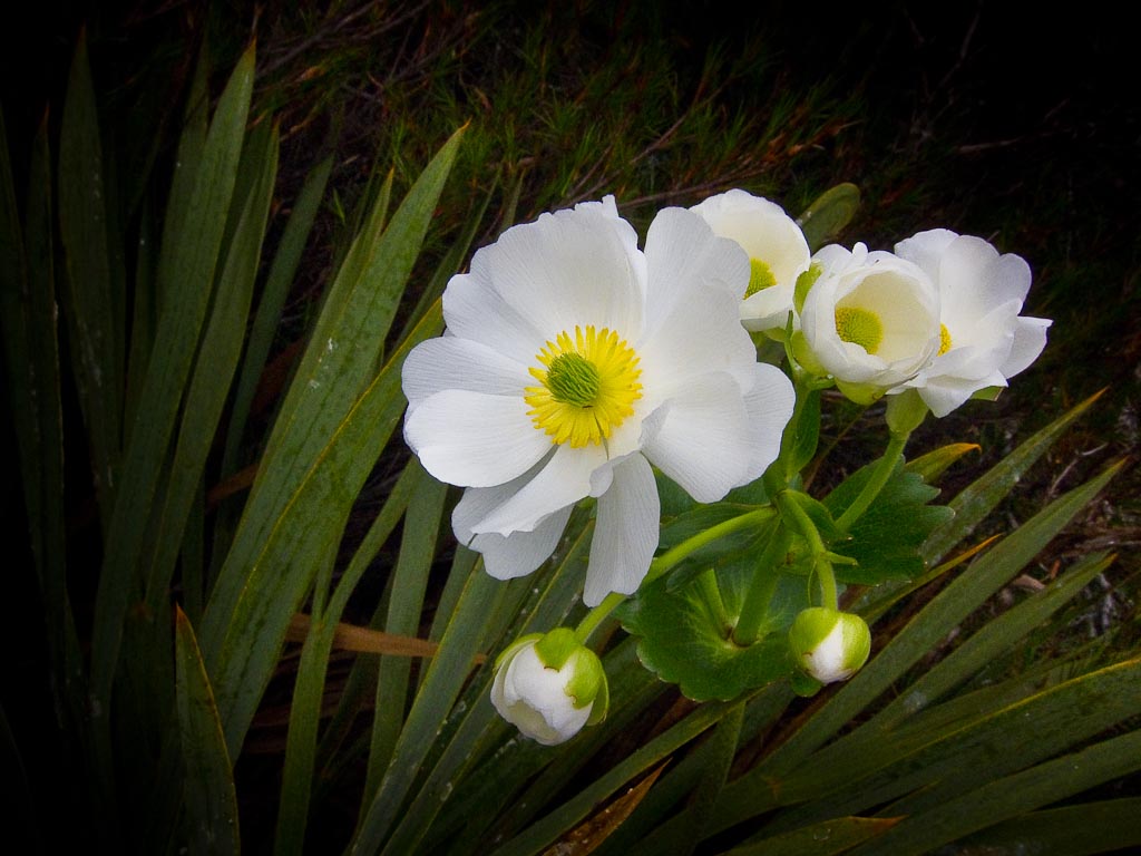 New Zealand’s most well known alpine plant, the Mount Cook lily (which ...