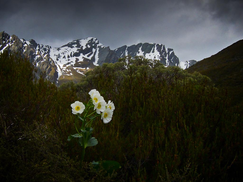 New Zealand’s most well known alpine plant, the Mount Cook lily (which ...