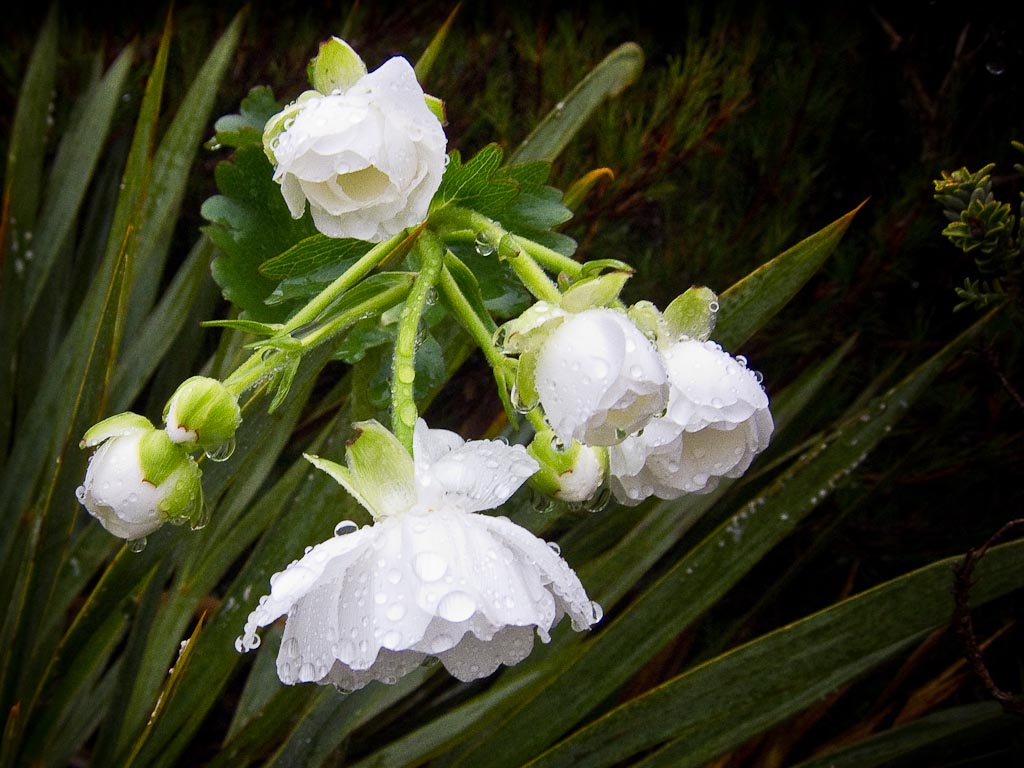 New Zealand’s most well known alpine plant, the Mount Cook lily (which ...