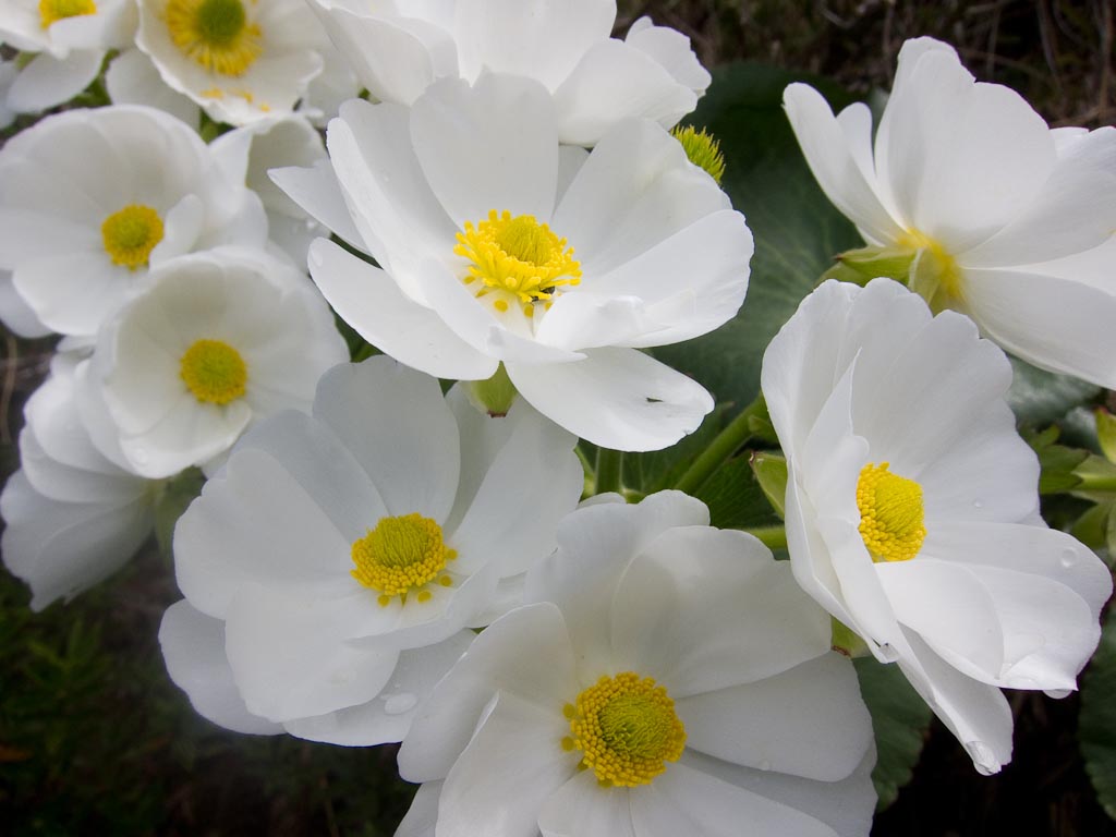 New Zealand’s most well known alpine plant, the Mount Cook lily (which ...