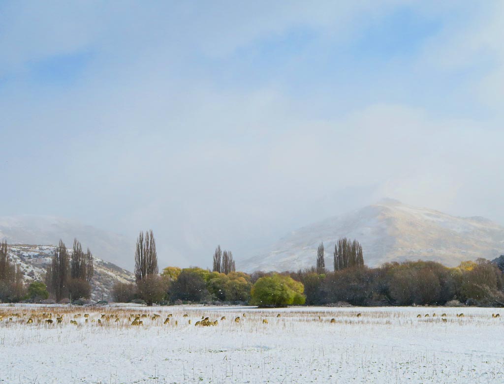 Snow in May does not stay, so old timer skiers in Wanaka say