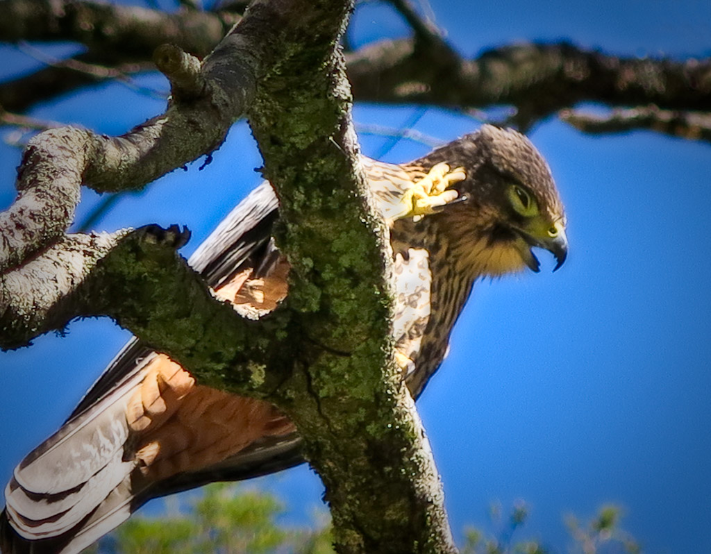 Southern LightAn ecology initiative featuring nature’s wonders ...